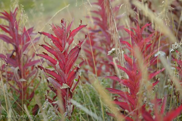 The Symphony of Autumn | Dan Bailey's Adventure Photography Blog